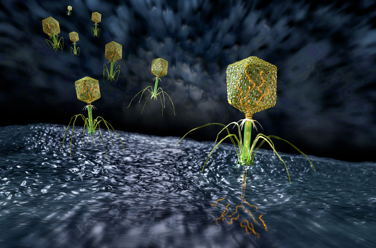 Rewritten genetic code allows bacteria to fend off viral attacks - Center of Excellence Research ...